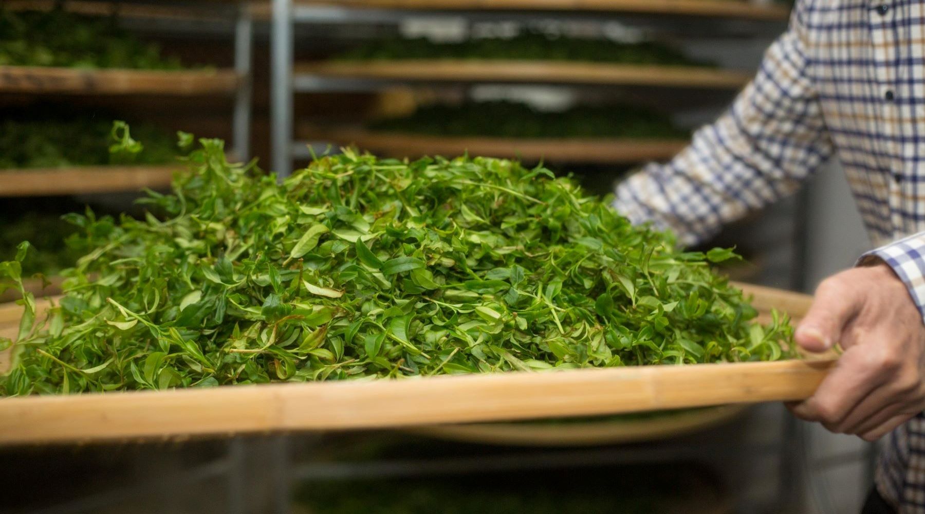 What is Dan Cong and How is it Made? - Aera Tea