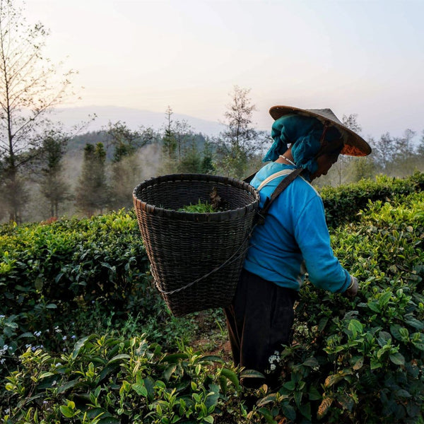 Happy Camper - Aera Tea